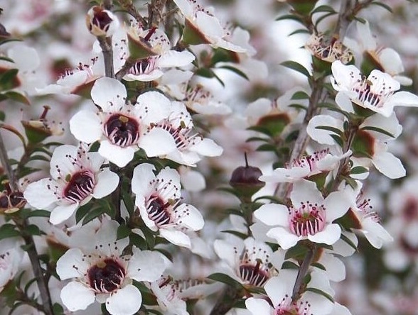 Manuka Honey History - TIAKI HONEY